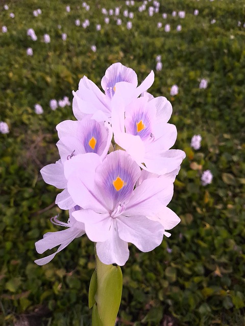 Water Hyacinth Flowers Plant - Free photo on Pixabay - Pixabay
