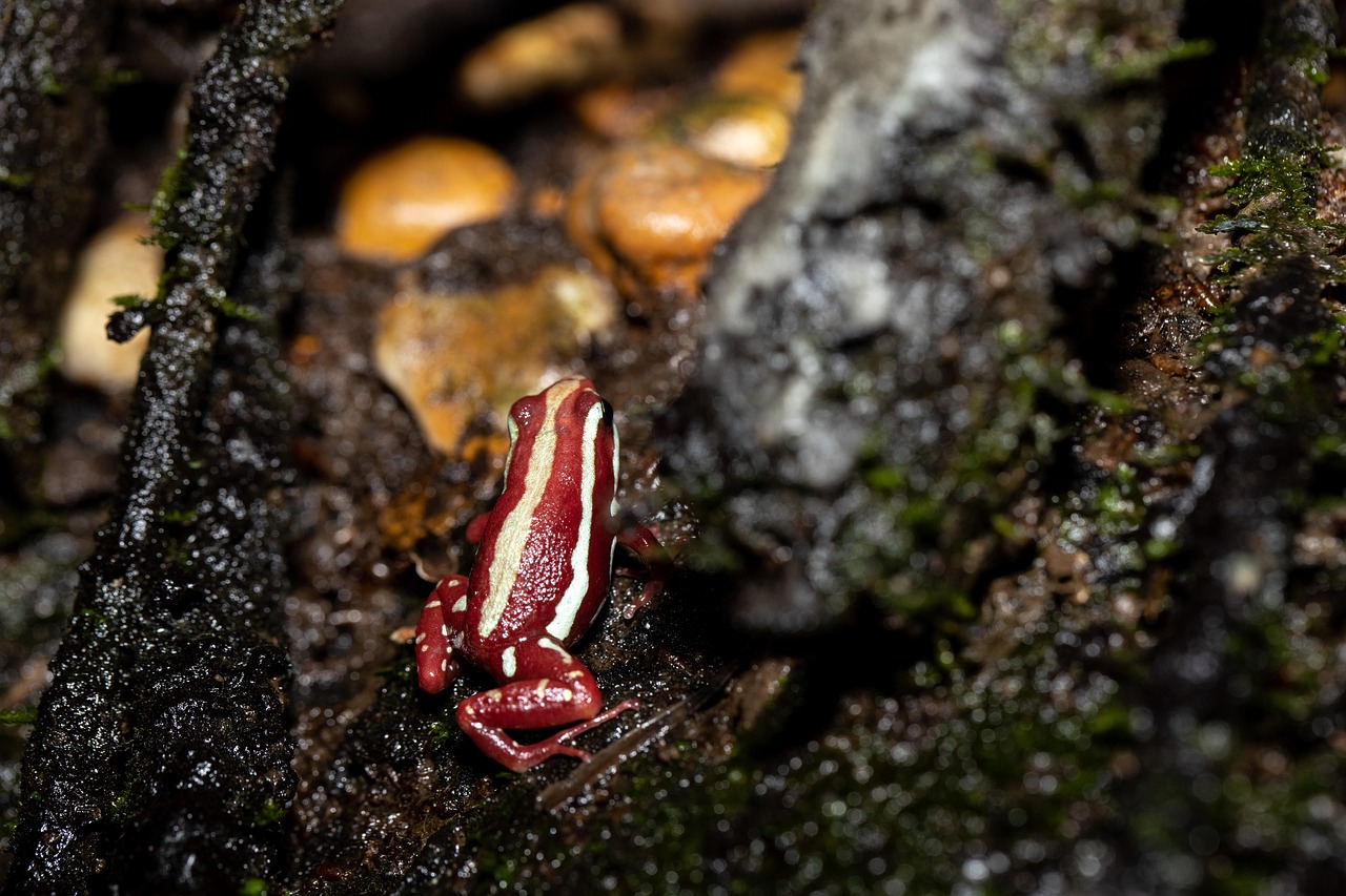 300,000+ Free Vertebrates Animals & Frog Images - Pixabay