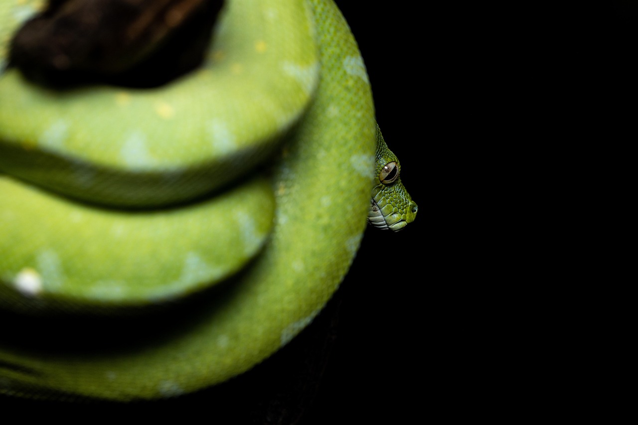 Reptile Serpent Animal - Photo gratuite sur Pixabay - Pixabay