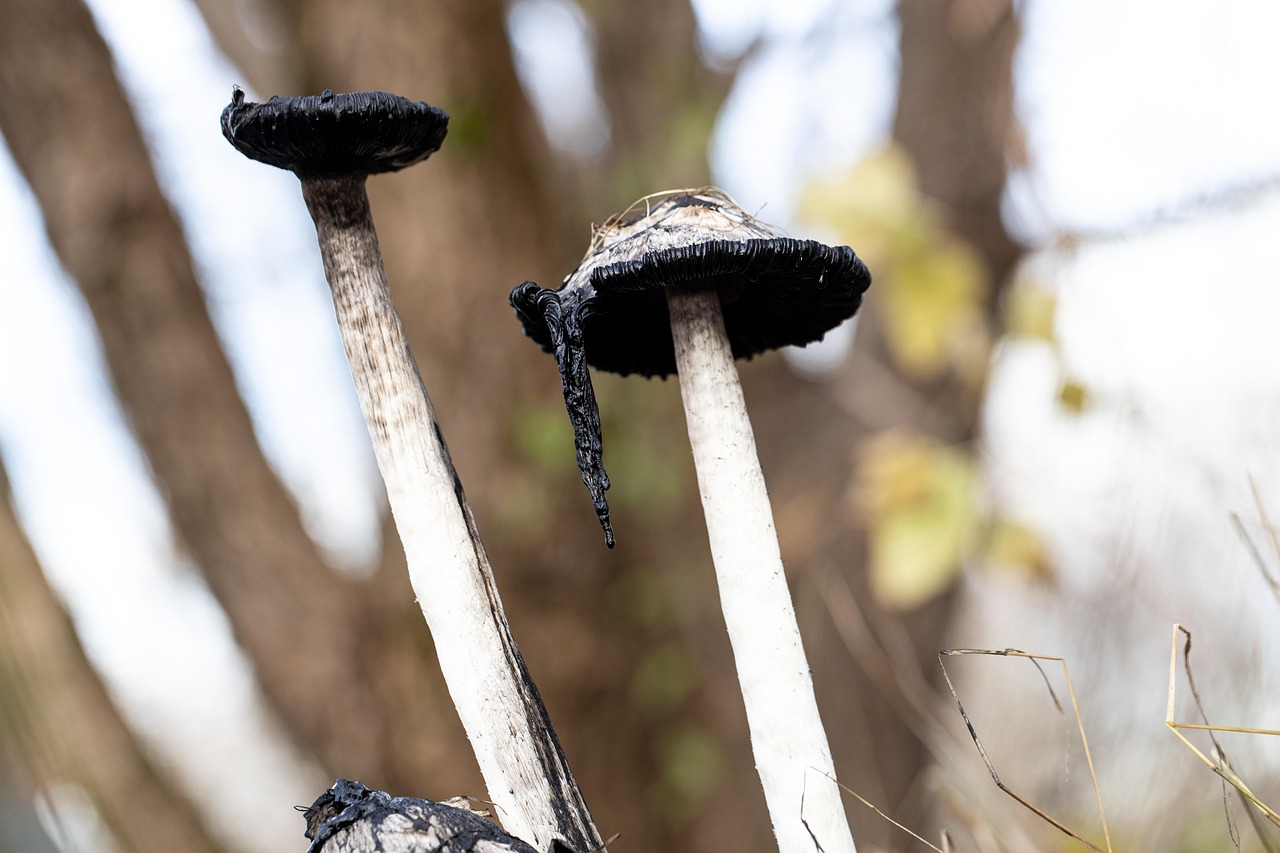 Gombát Növények Mérges Gomba - Ingyenes fotó a Pixabay-en - Pixabay
