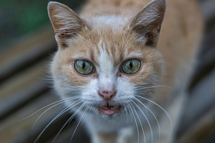 1,000+ Free Stray & Cat Images
