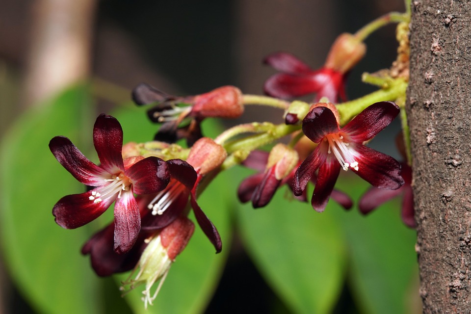 Flower Avverhoa Bilimbi Flora - Free photo on Pixabay