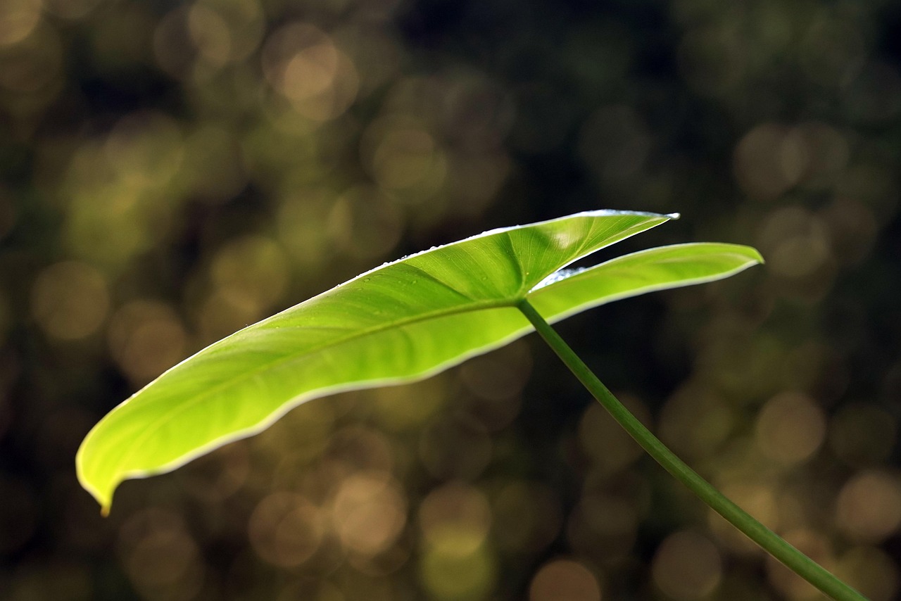 Leaf Nature Plant - Free photo on Pixabay - Pixabay