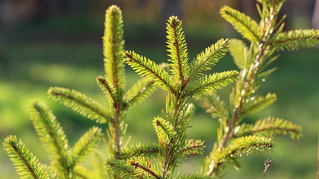 Nature Spruce Twigs - Free photo on Pixabay - Pixabay