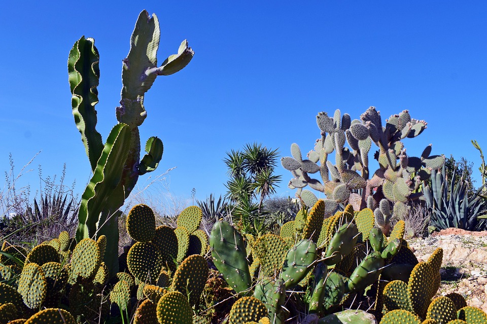 Cactus Plant Park Ayia - Free photo on Pixabay - Pixabay