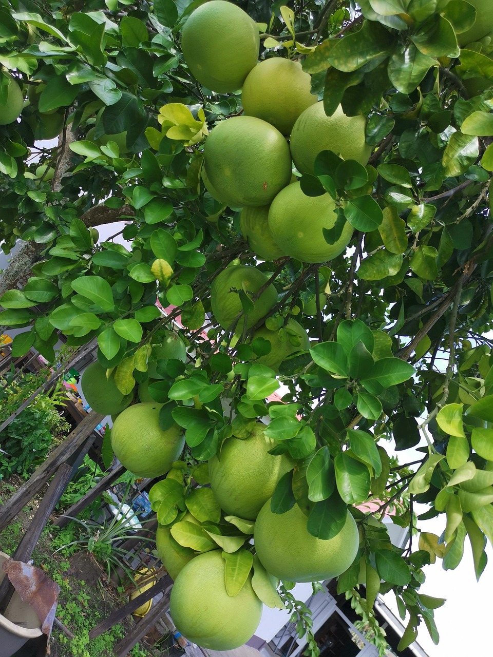 Pamelo Fruta - Foto gratuita no Pixabay - Pixabay