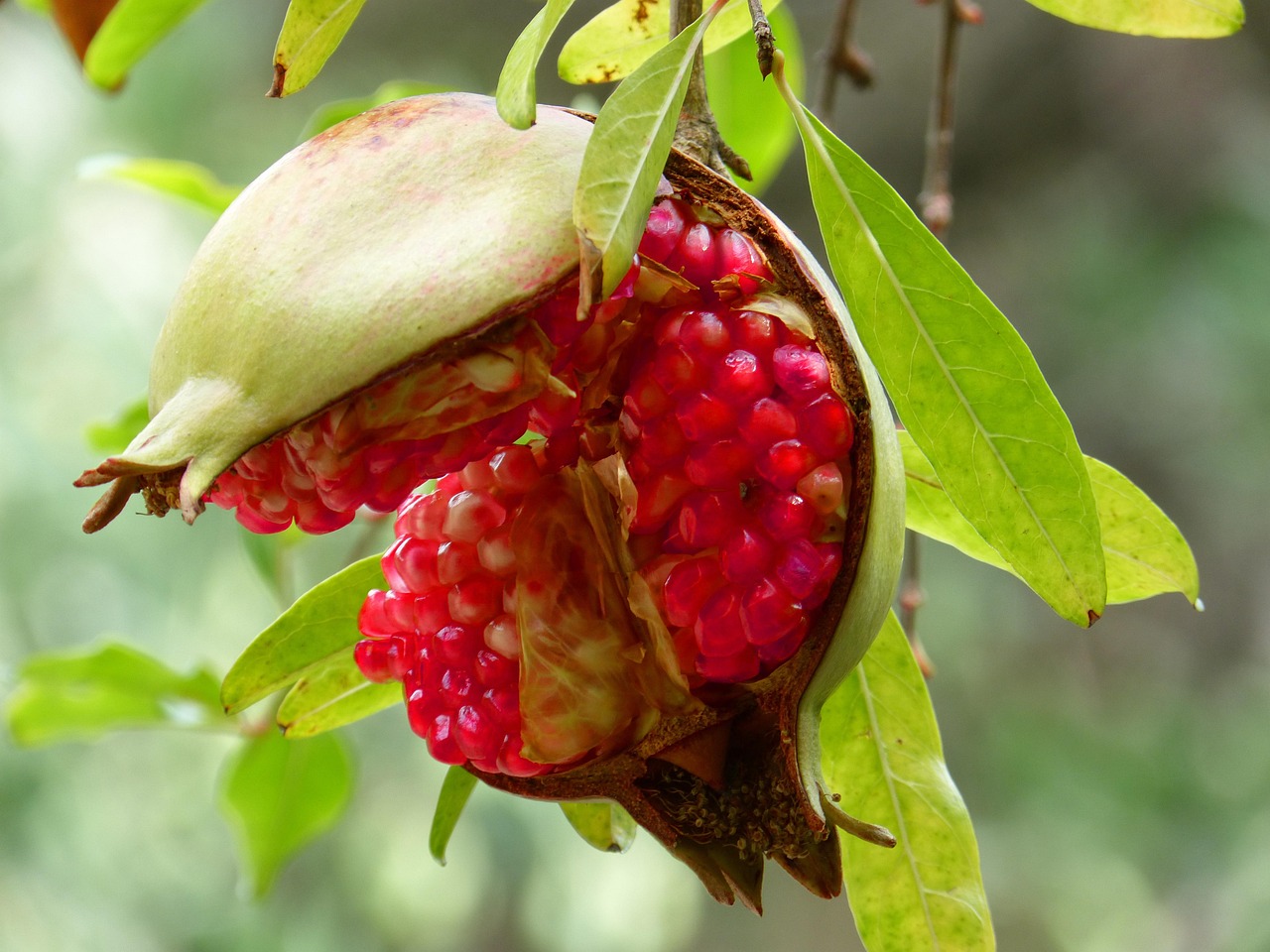 Mature Fruit Granada - Free photo on Pixabay - Pixabay