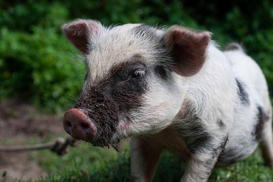 Animal Porc Mamifer - Fotografie gratuită pe Pixabay - Pixabay