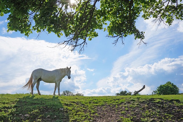 Tier Pferd Säugetier - Kostenloses Foto auf Pixabay - Pixabay