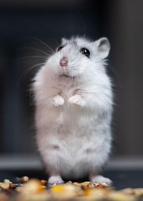 500+ darmowych obrazów z kategorii Chomik i Natura - Pixabay