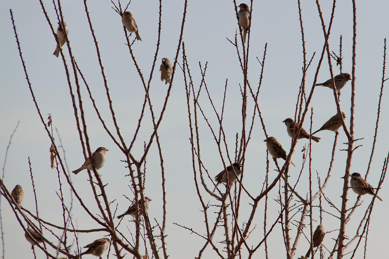 Aves Gorrión Ornitología - Foto gratis en Pixabay - Pixabay