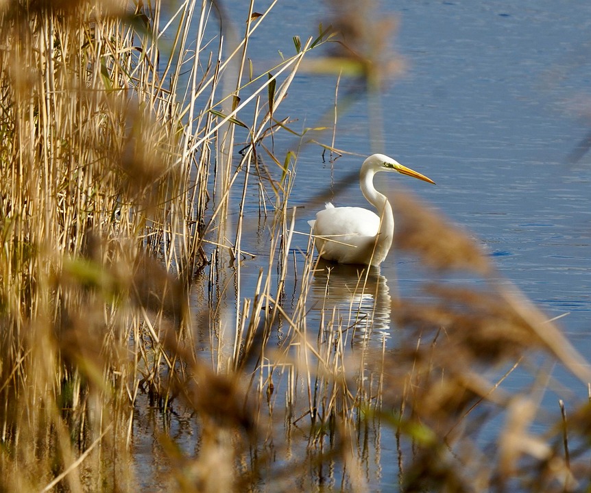 Bird Great Egret Ornithology - Free photo on Pixabay - Pixabay