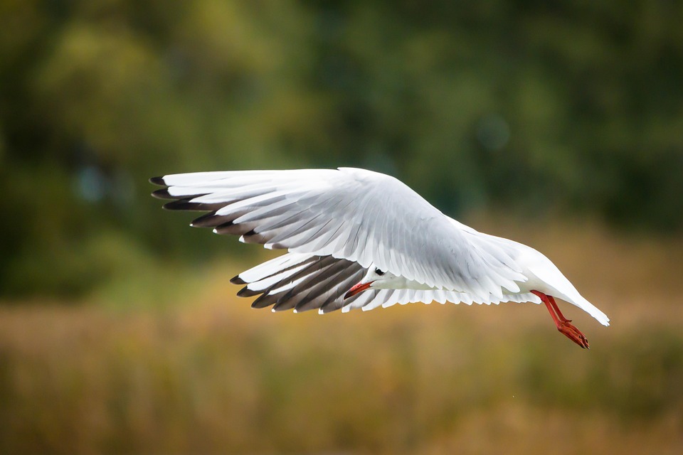 Gull Bird Seabirds - Free photo on Pixabay - Pixabay