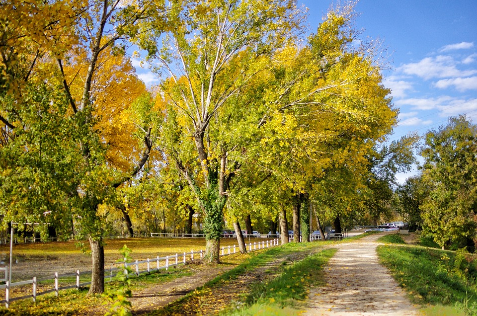 Sky Autumn Trees - Free photo on Pixabay