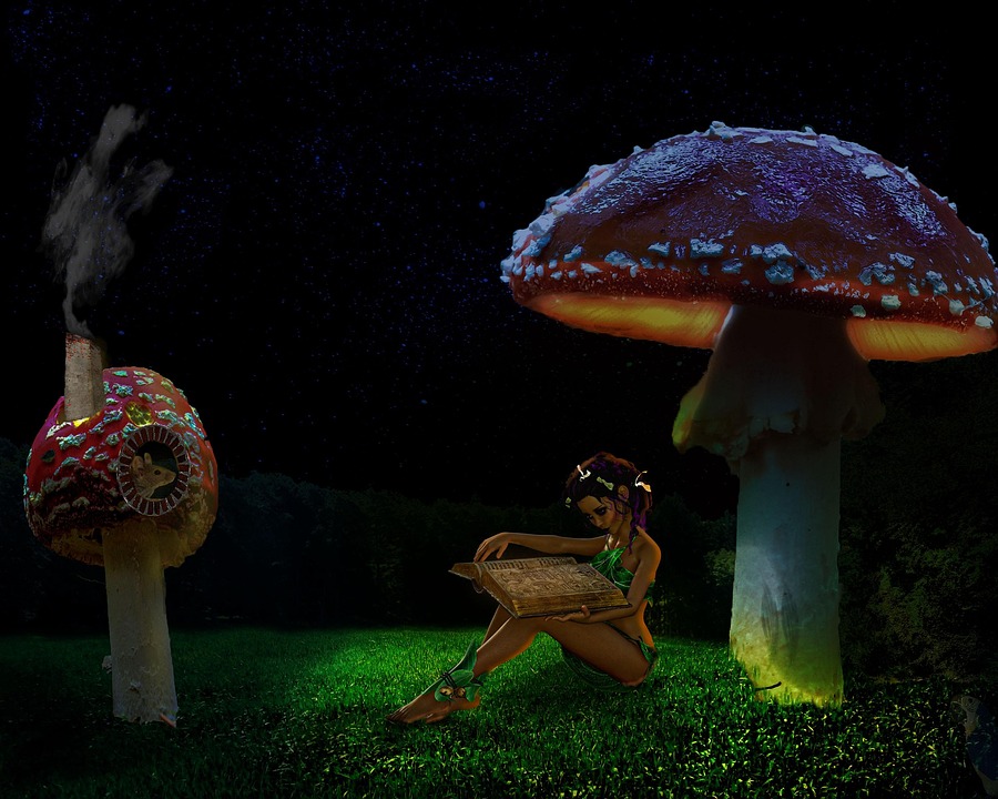 Fairy Grass Forest - Free photo on Pixabay