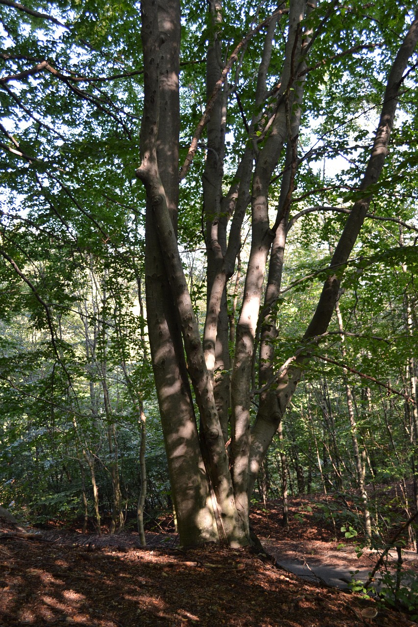 Beech - Free photo on Pixabay