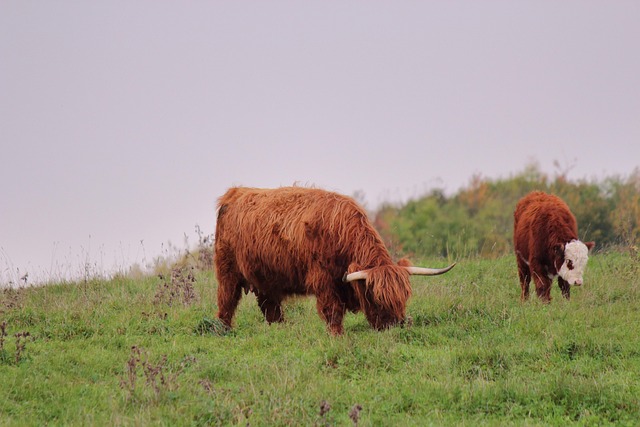 Gado Das Terras Altas Vacas Pasto - Foto gratuita no Pixabay - Pixabay