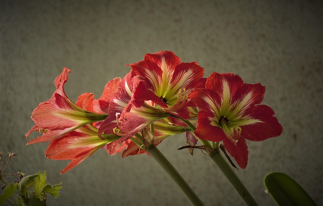 Kukat Hibiscus Vakiotyyppi - Ilmainen valokuva Pixabayssa - Pixabay