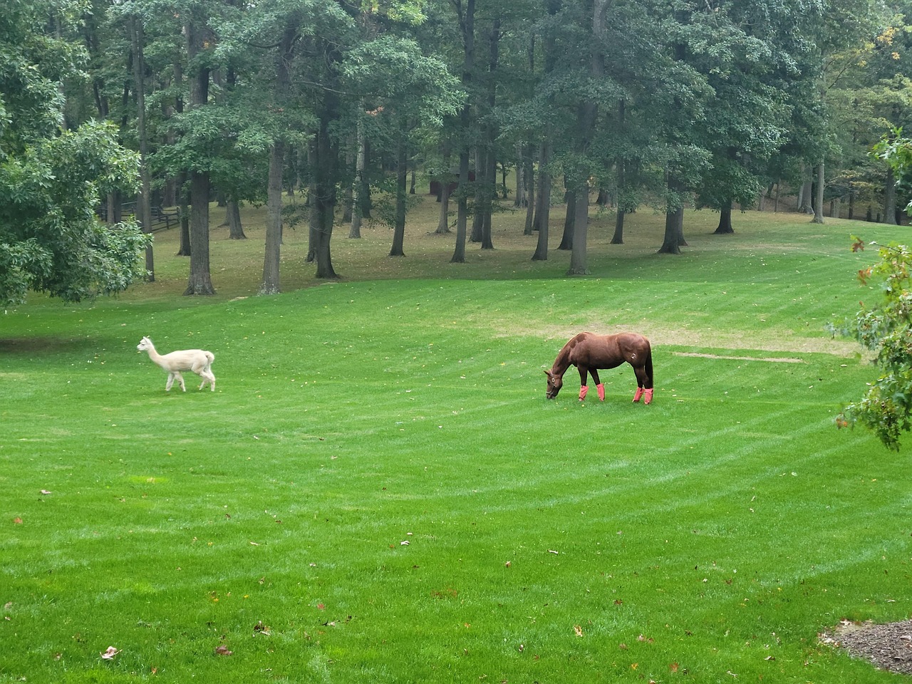 Horse Lama Field - Free photo on Pixabay - Pixabay