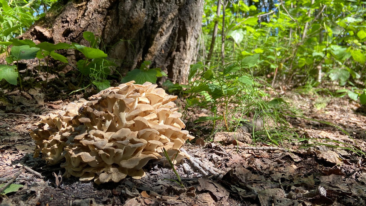 Forest Mushroom Sunlight - Free photo on Pixabay - Pixabay