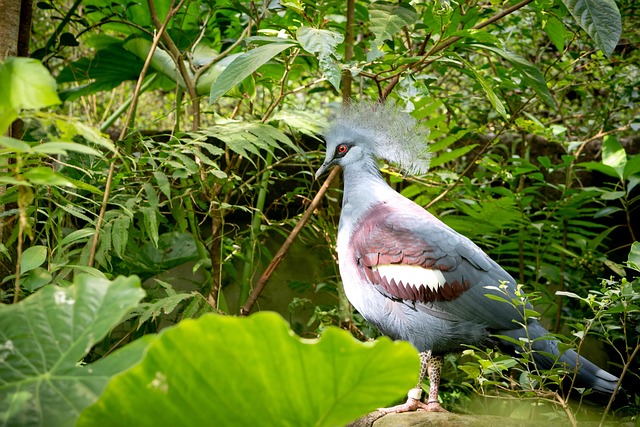 Bird Southern Crowned Pigeon - Free photo on Pixabay