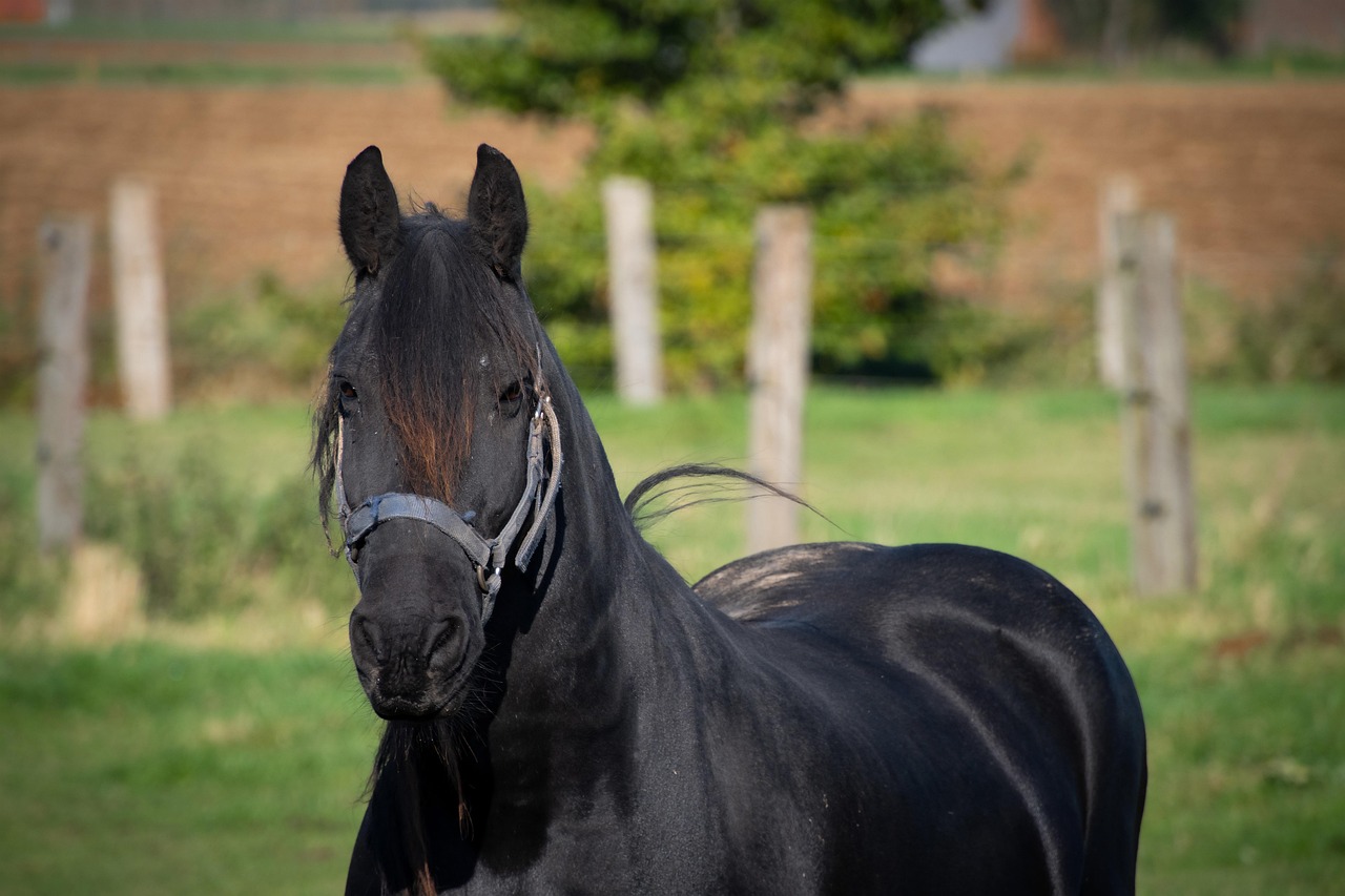 Animal Caballo Mamífero - Foto gratis en Pixabay - Pixabay
