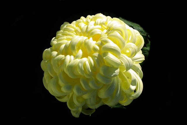 Chrysanthemum Flower Yellow - Free photo on Pixabay