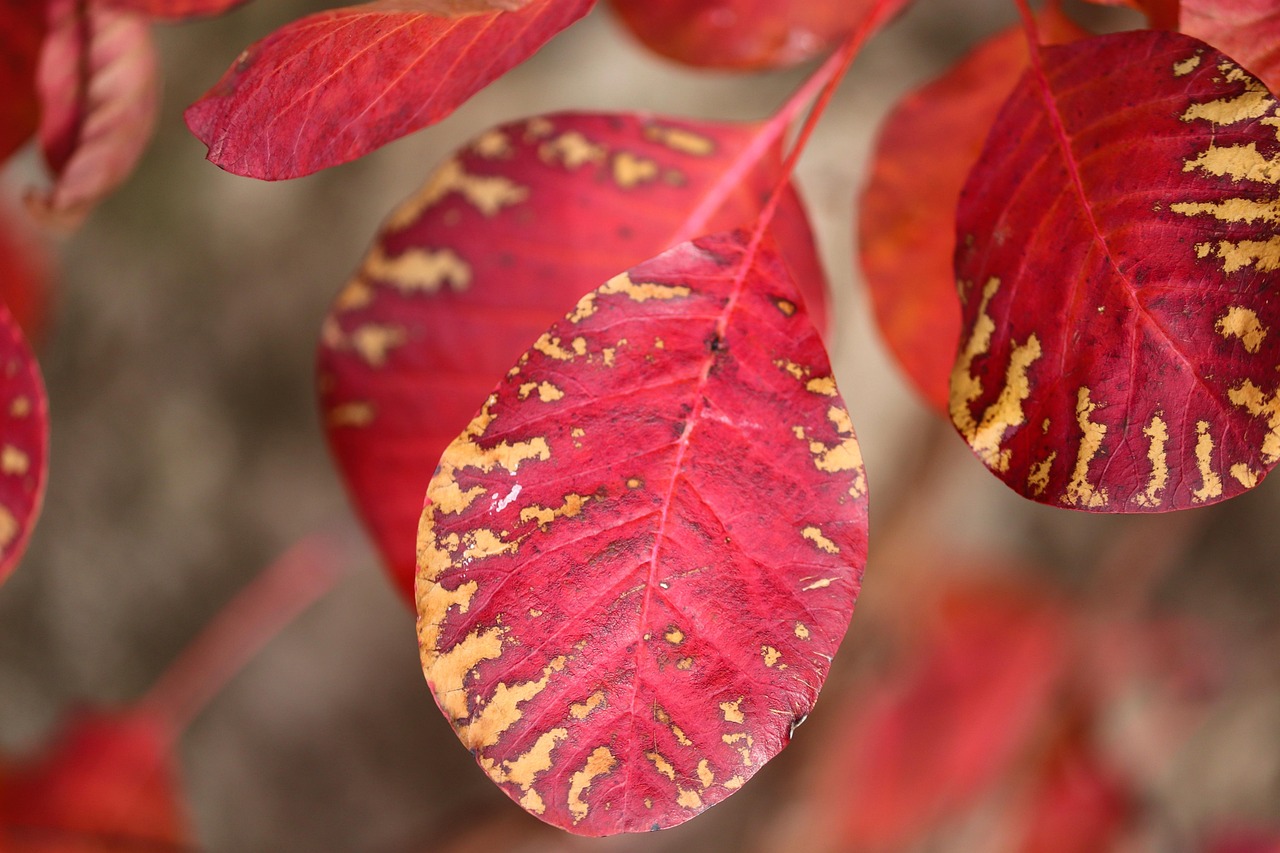 Red Fall Leaves Border