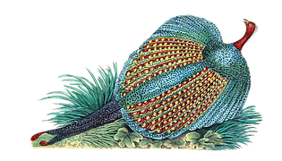 Argus Pheasant Bird - Free vector graphic on Pixabay