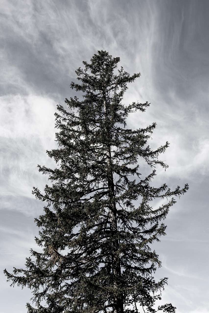 Arbre Conifère Nature En Plein - Photo gratuite sur Pixabay - Pixabay