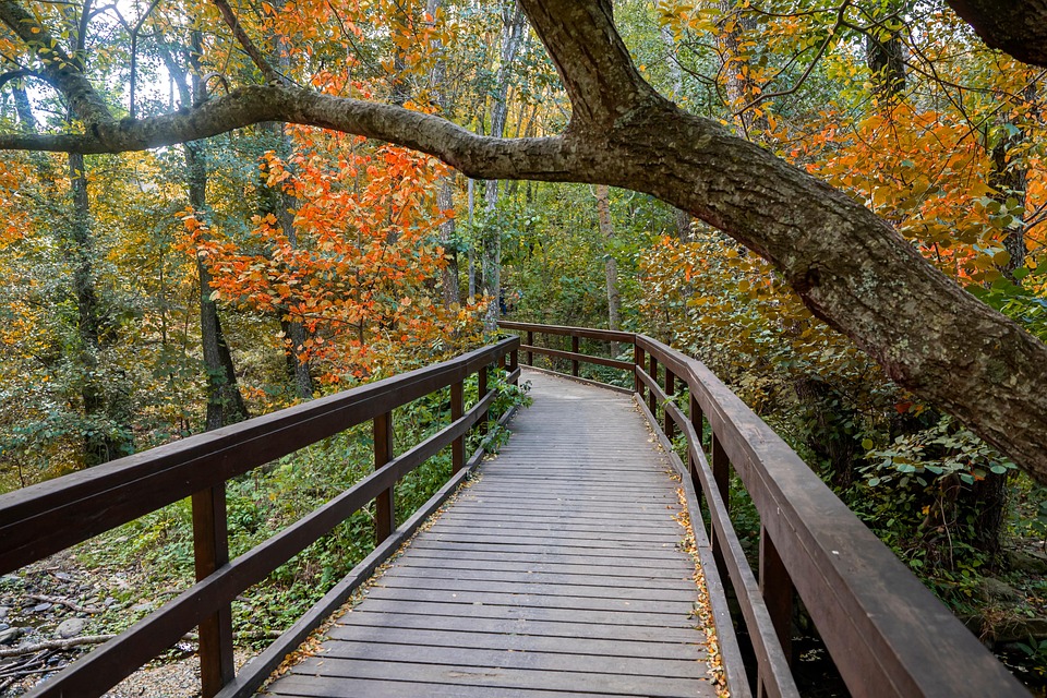Forest Boardwalk Fall - Free photo on Pixabay