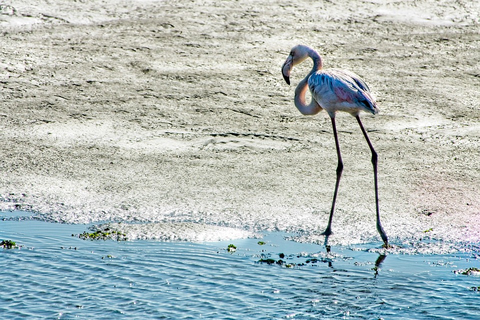 Flamingo Bird Water - Free photo on Pixabay