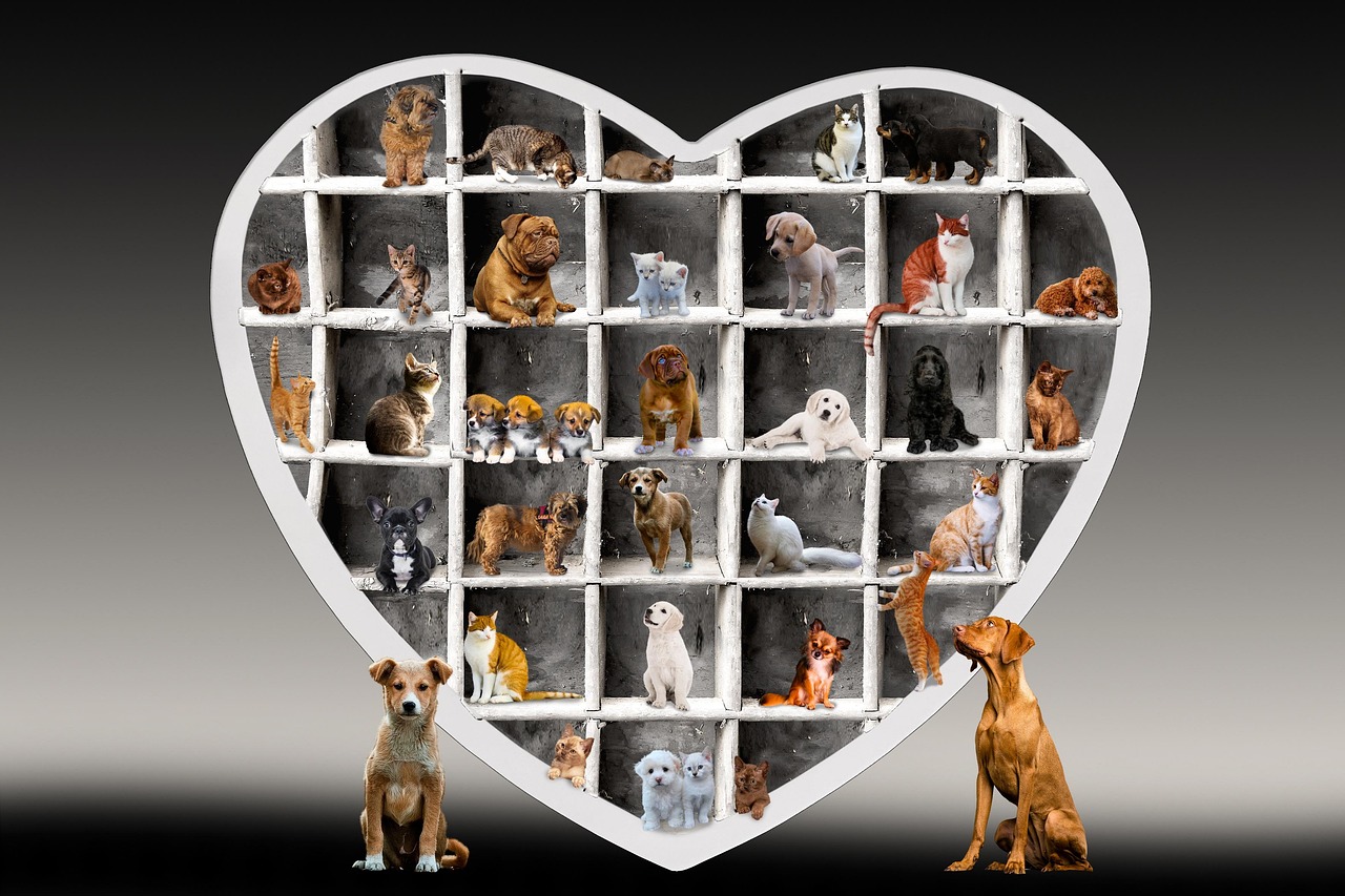 Animals Dogs Collection - Free photo on Pixabay