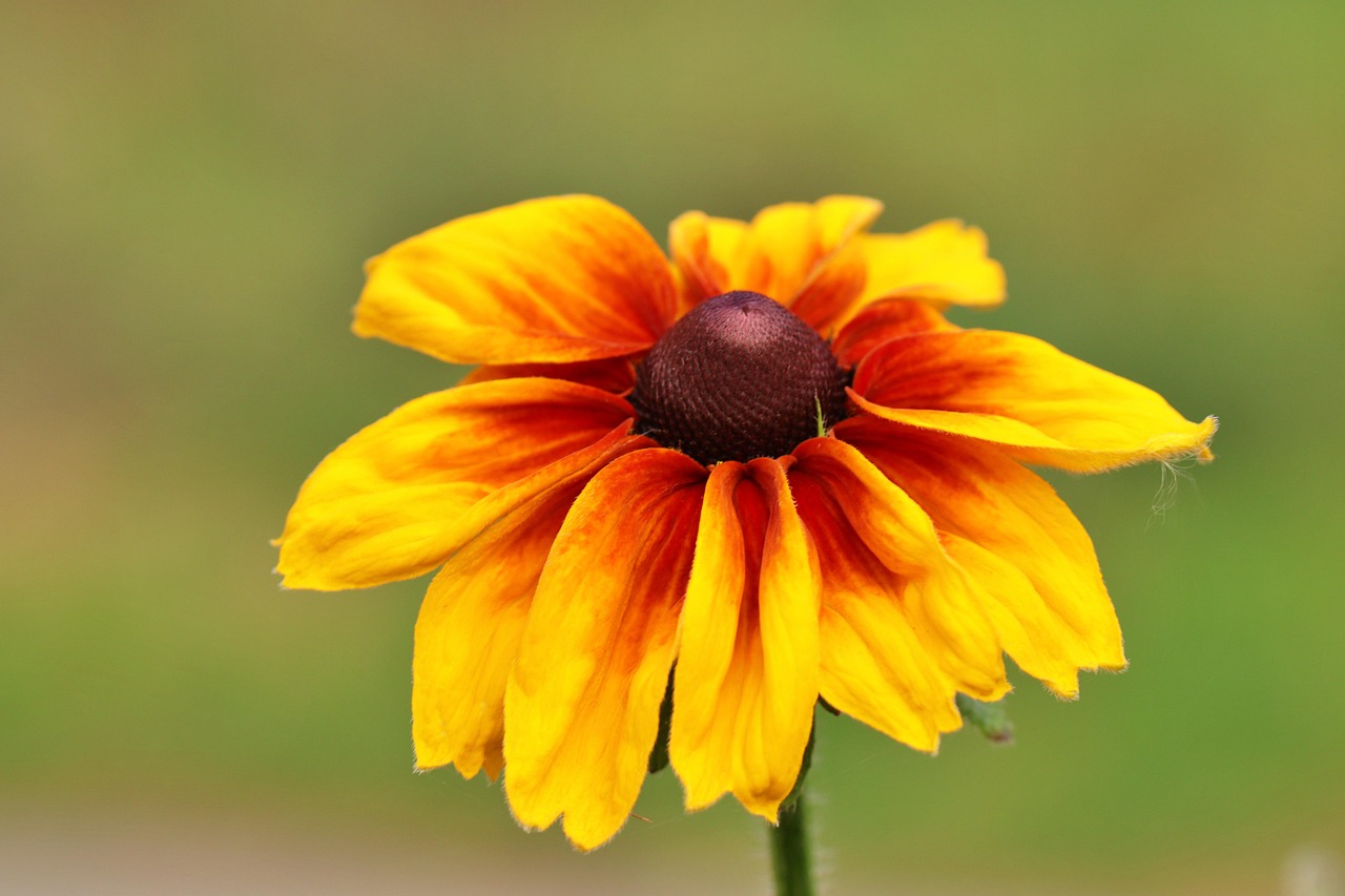 Black Eyed Susan Flower Plant - Free photo on Pixabay - Pixabay