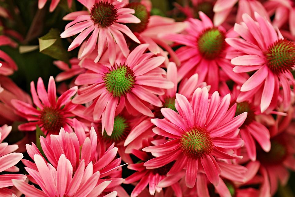 Coneflower Roxo Flores Planta - Foto gratuita no Pixabay - Pixabay