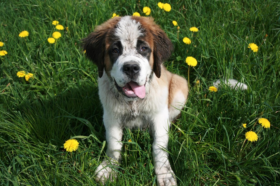 Animal Dog Mammal - Free photo on Pixabay - Pixabay
