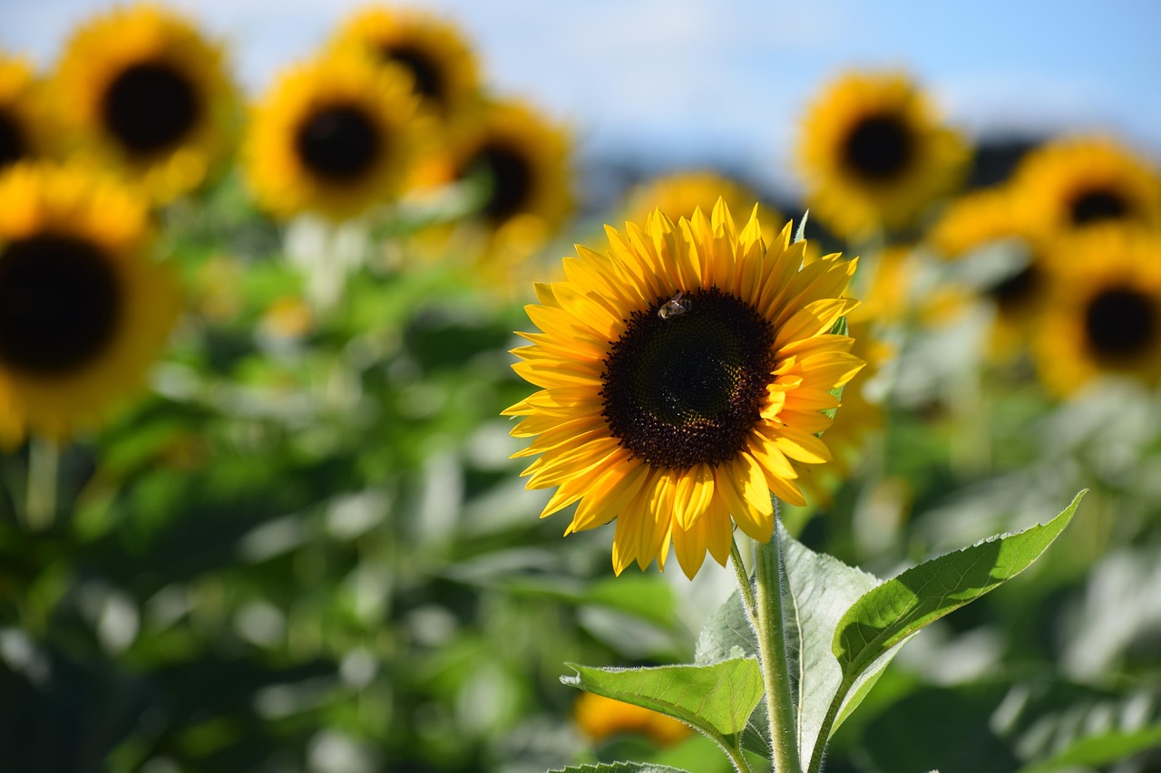 Sunflowers Flowers Field Sunflower - Free photo on Pixabay - Pixabay