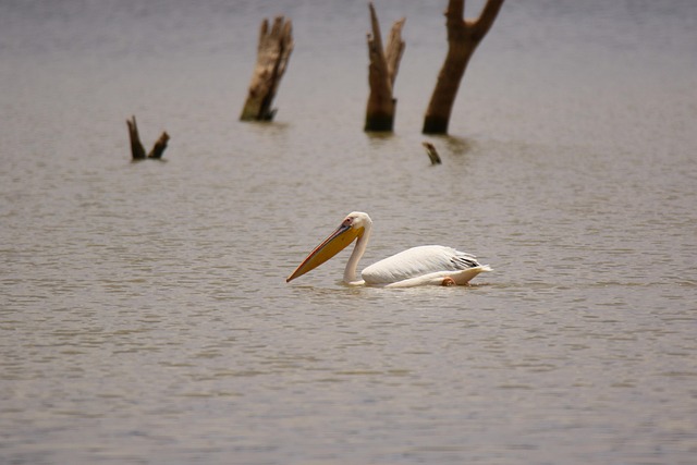 Pelican Bird Swim - Free photo on Pixabay