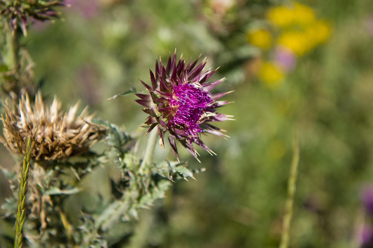 Fleur Chardon Flore - Photo gratuite sur Pixabay - Pixabay