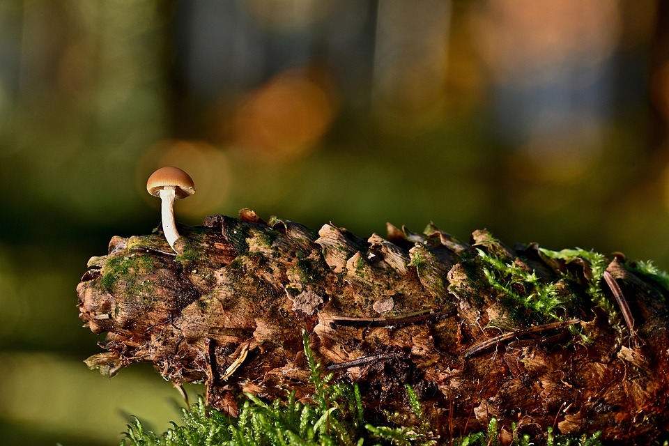 Gomba Mérges Természet - Ingyenes fotó a Pixabay-en