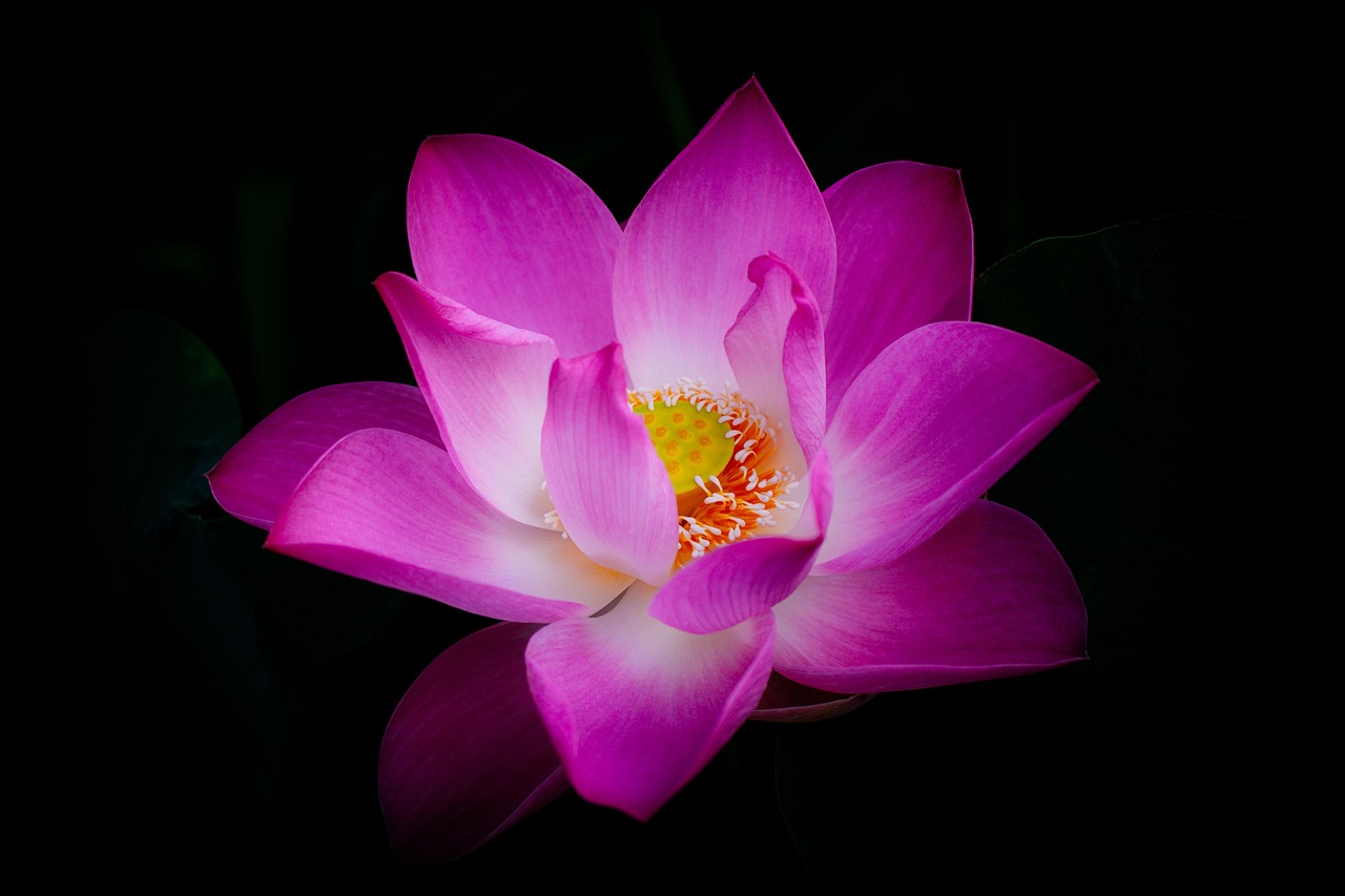 Bunga Teratai Bloom Tanaman - Foto gratis di Pixabay - Pixabay