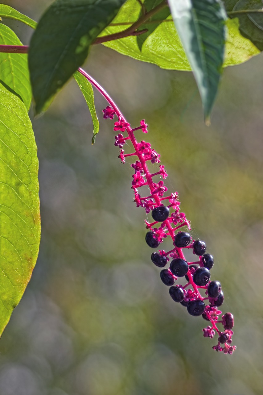 Grape Turkish Fruit Phytolacca - Free photo on Pixabay - Pixabay
