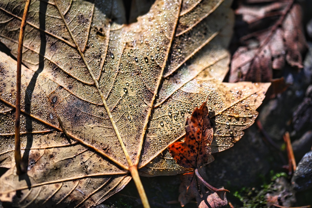 Leaf Autumn Season - Free photo on Pixabay