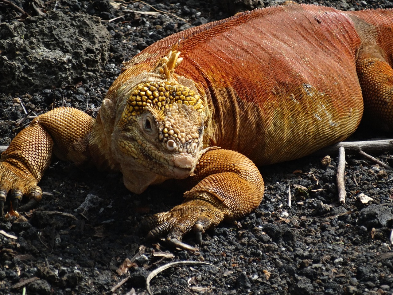 Reptile Iguana Species - Free photo on Pixabay - Pixabay