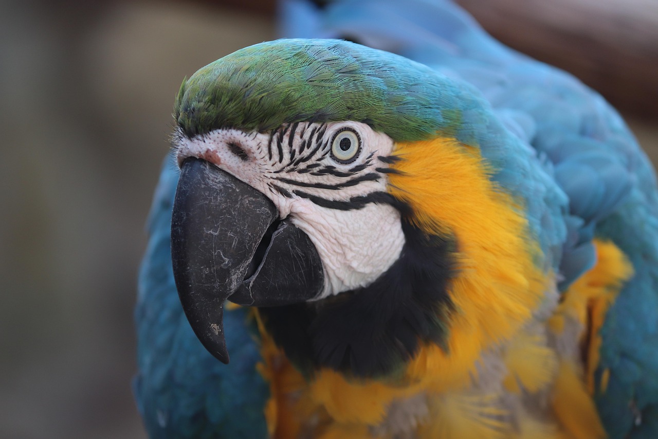 Yellow Macaw Era Bird - Free photo on Pixabay
