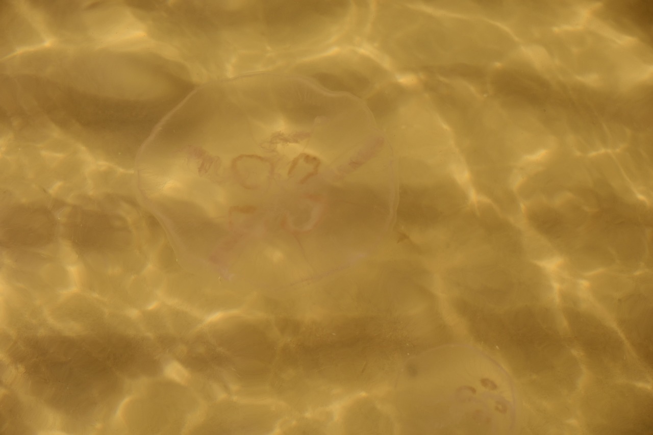 Medusa Meduza Water - Foto gratuita no Pixabay - Pixabay
