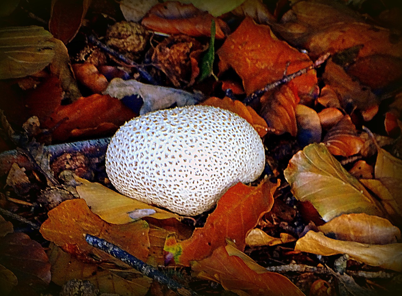 Boleto De Batata Fungo Cogumelo - Foto gratuita no Pixabay - Pixabay