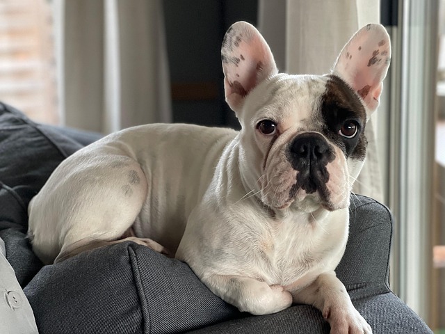 Cachorro Buldogue Bulldog - Foto gratuita no Pixabay - Pixabay