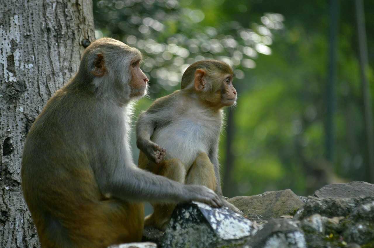 Mono Primate Árbol - Foto gratis en Pixabay - Pixabay