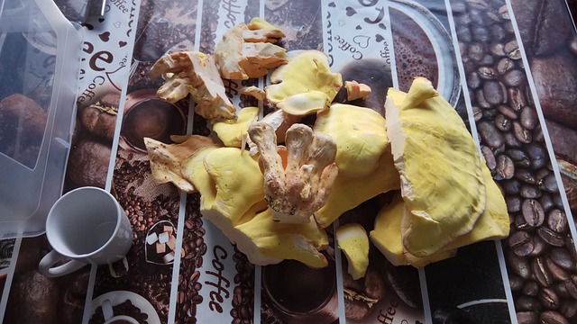 Huba Hríb Champignon Sirovec - Photo gratuite sur Pixabay - Pixabay